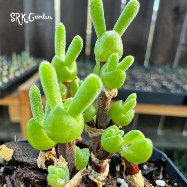 Monilaria moniliforme, Rabbit Succulents 20 seeds – Srk Garden