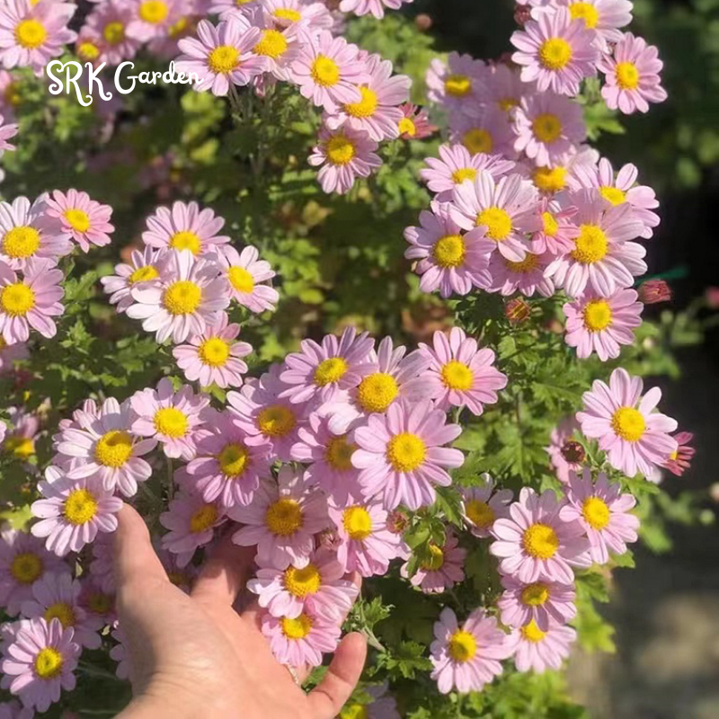 Pyrethrum Daisy Seeds : Pest Killer - Mixed Color 1000 Seeds – Srk Garden