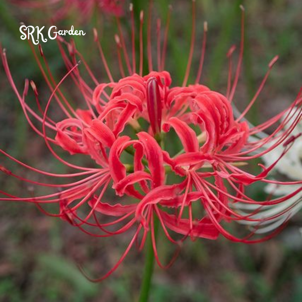 Heirloom Red Spider Lily (Lycoris Radiata) Bulbs (Pack of 10 Bulbs) – Srk Garden