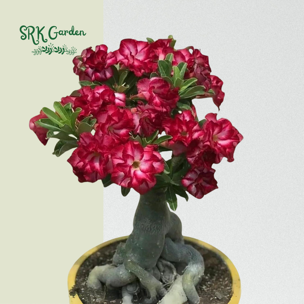 Adenium Obesum Desert Rose 3.5" pot 8-10" tall – Srk Garden