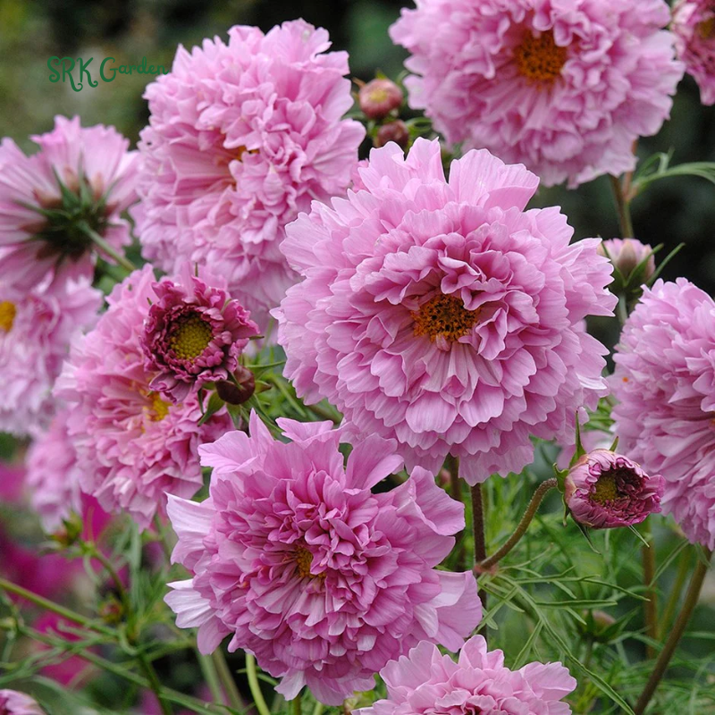 Double Click Rose Bonbon Cosmo Seeds | 25 Seeds – Srk Garden