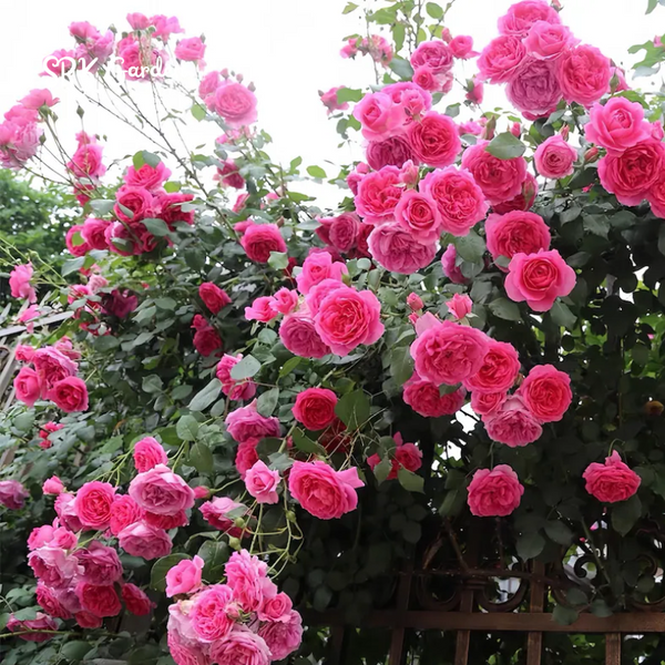 Climbing rose Live Plants – Srk Garden