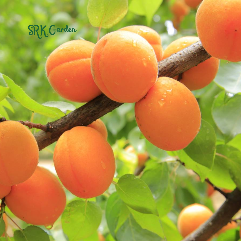 Apricot Tree Seed and Seedling for Growing – Srk Garden