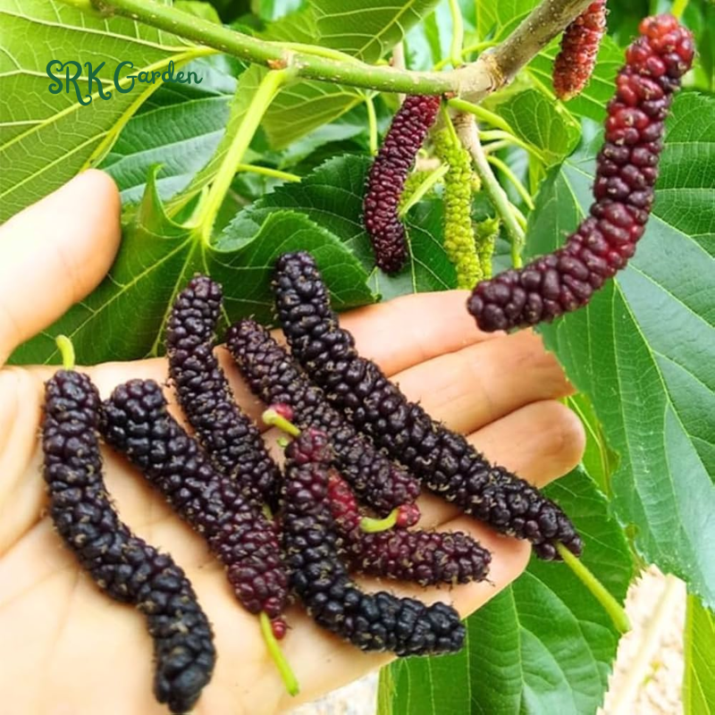 Dwarf Mulberry Plant Tree Everbearing Sweet Fruit in 4" Pot – Srk Garden