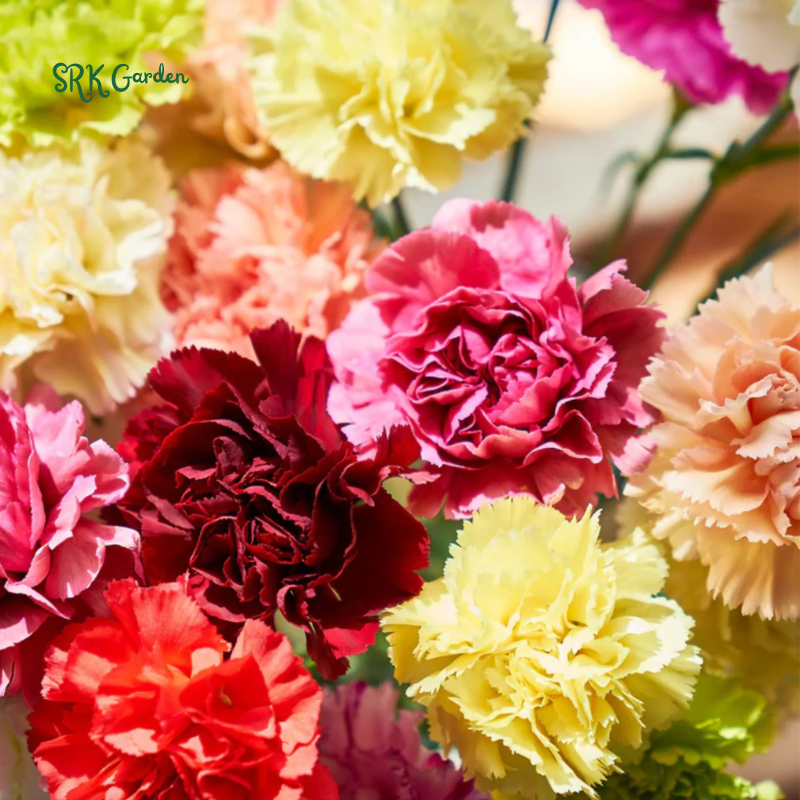 Chabaud Clove Carnation Seed | 100 seeds – Srk Garden