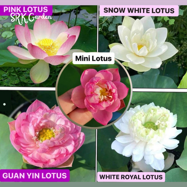 Mini Lotus Seeds (Pink, Snow White, Royal, Guan Yin, Mini) 60 seeds ...