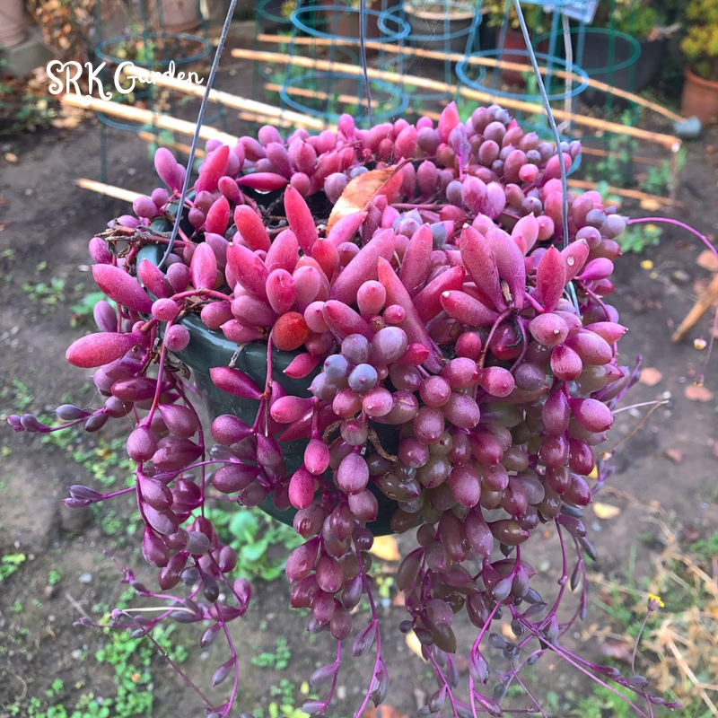 Ruby Necklace, String Of Rubies, Little Pickles, Othonna Capensis in 2 ...