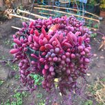 SUCCULENTS – Srk Garden