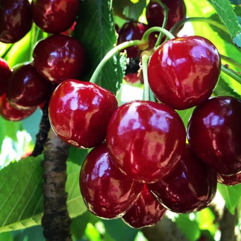 Dwarf Cherry, BigBerry Sweet Cherry Plant Live Fruit Tree | 19" tall ...