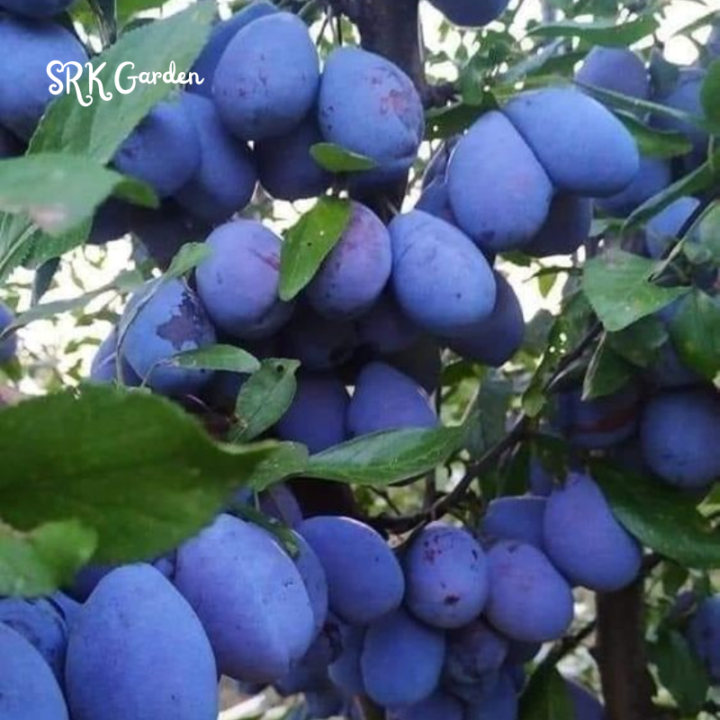 Damson Blue Plums Fruit Plants | Live Plants 1-2ft tall – Srk Garden