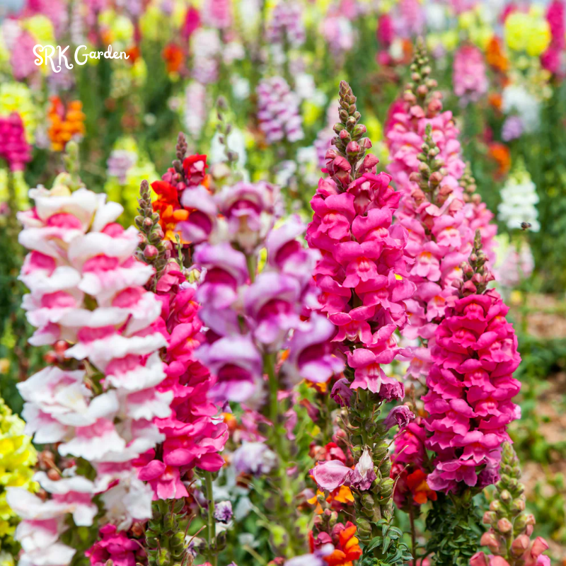 Snapdragon Maximum Mix 2000 Seeds – Srk Garden