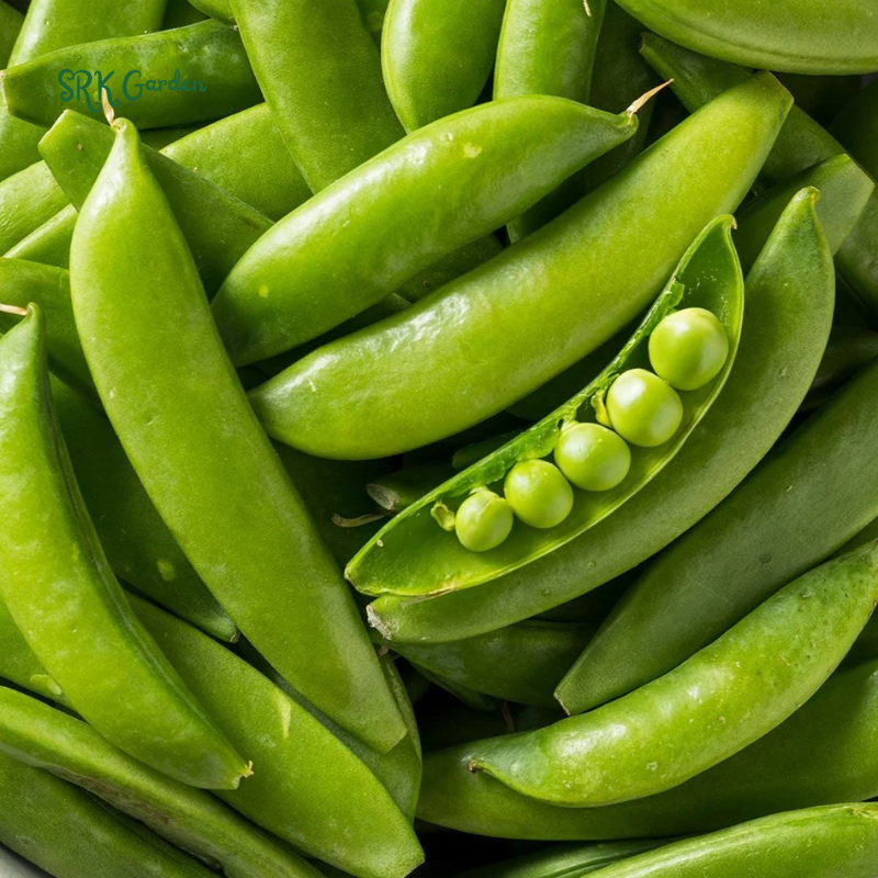 Super Sugar Snap Pea | 20 Seeds – Srk Garden