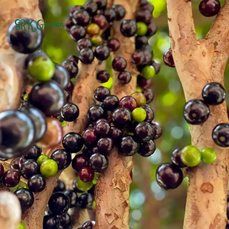 Jaboticaba Tree Live Plant (Jabuticaba) – Srk Garden