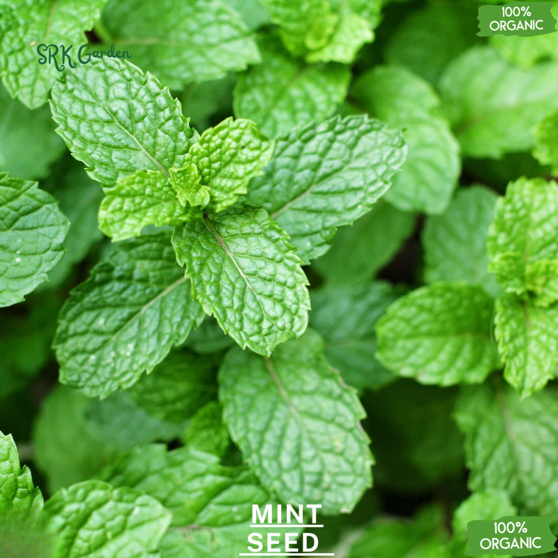 Organic Peppermint Seeds | 100 Seeds – Srk Garden