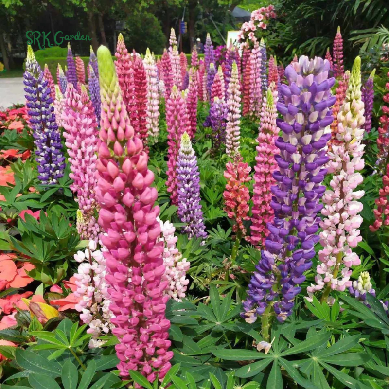 Rainbow Mixed Color Lupine Seeds 50 Seeds – Srk Garden