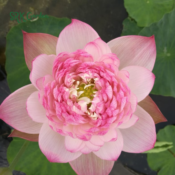 Mini Lotus Seeds (Pink, Snow White, Royal, Guan Yin, Mini) 60 seeds ...