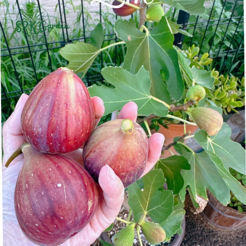 Fignomenal Fig Tree - Dwarf Fig Tree - Live Tree Plant – Srk Garden