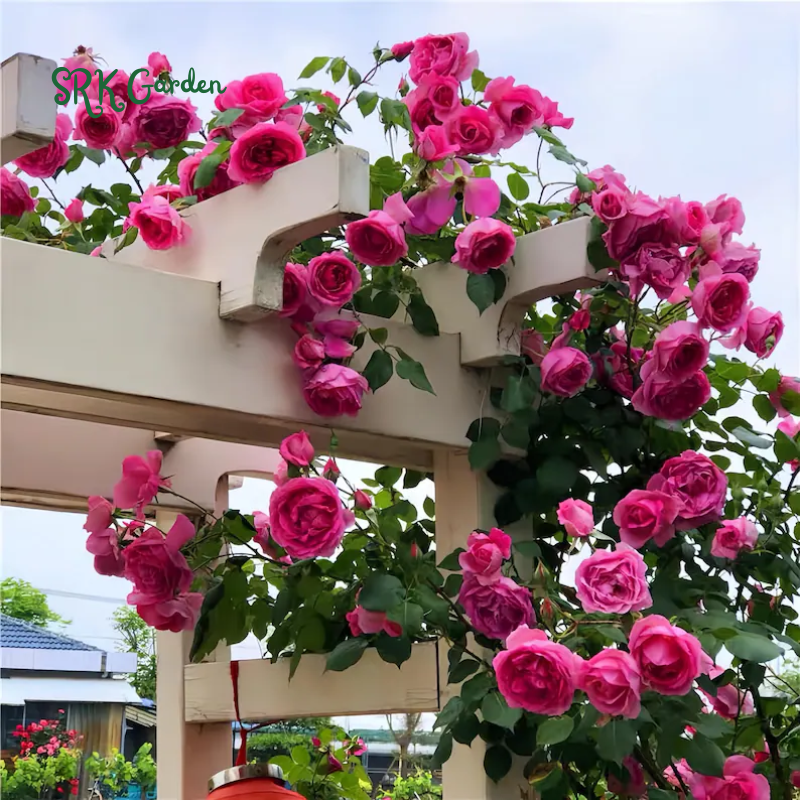 Pinky climbing rose (1 gallon) – Srk Garden