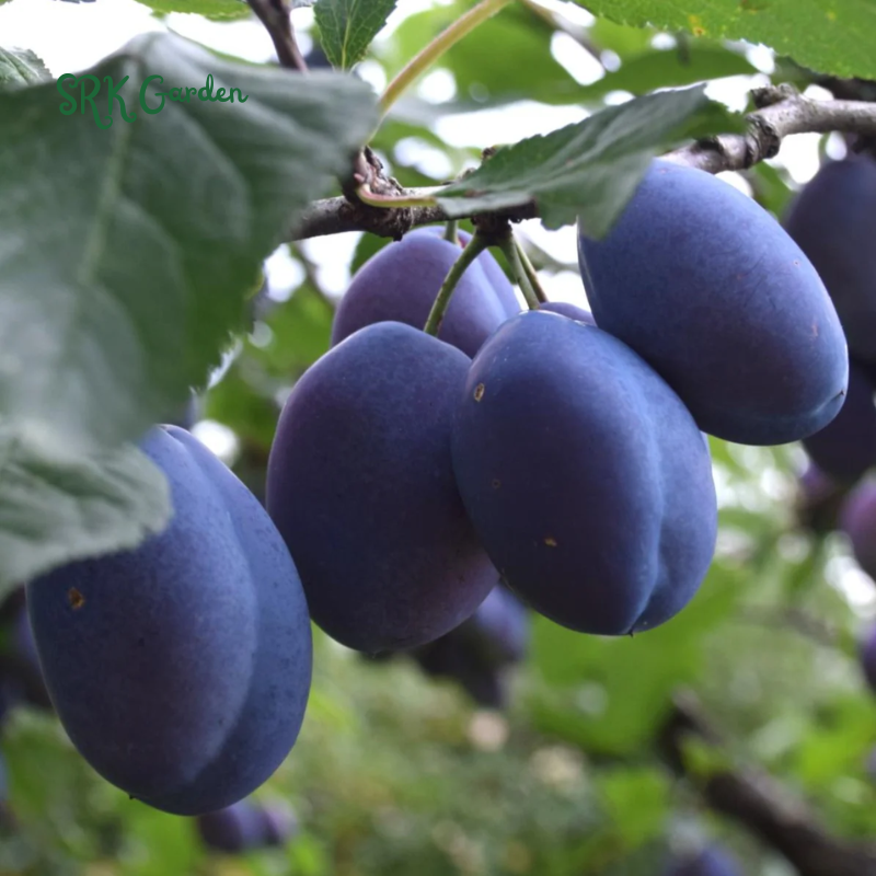 Dwarf Damson Blue Plums Fruit Plants | Live Plants 1-2ft tall – Srk Garden