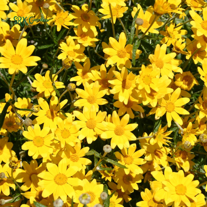 Oregon Sunshine Seeds | 100 Seeds – Srk Garden