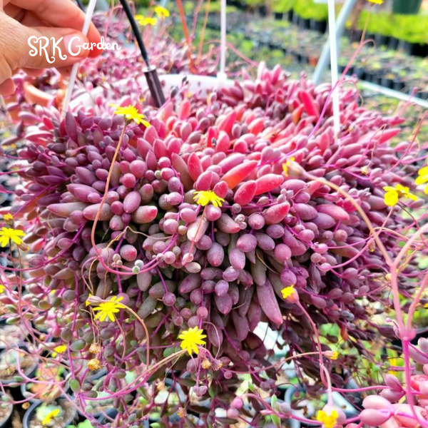 Ruby Necklace, String Of Rubies, Little Pickles, Othonna Capensis in 2 ...