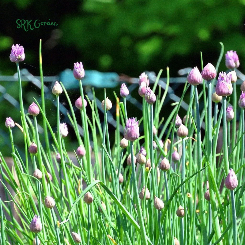 Chives Seeds | 150 Seeds – Srk Garden