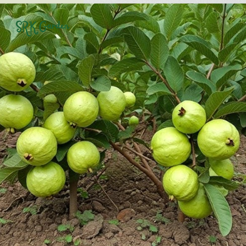 Pink Guava / White Guava Fruit Tree Live Plant, 4"-10" in Tall – Srk Garden