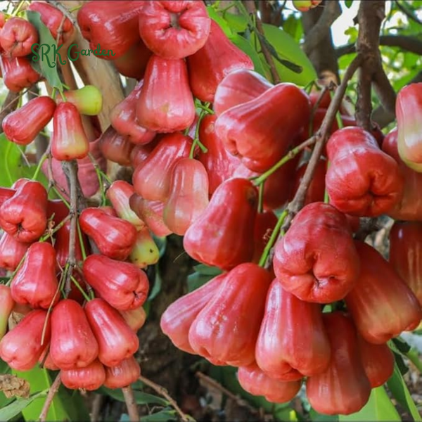 Red Wax Jambu (Syzygium jambos) Fruit Tree 12″- 24″ Tropical Plant ...