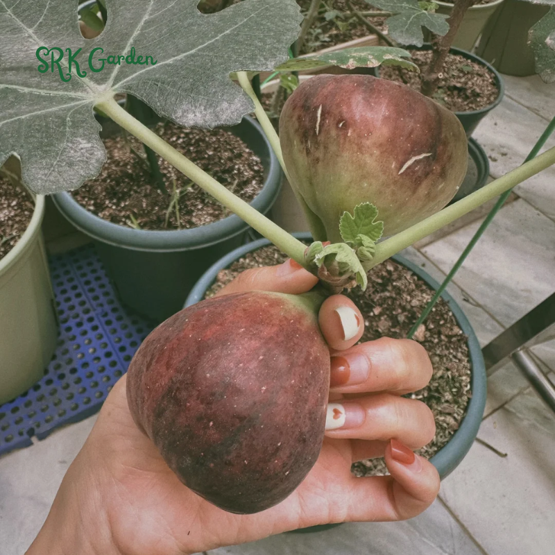 Fignomenal Fig Tree - Dwarf Fig Tree - Live Tree Plant – Srk Garden