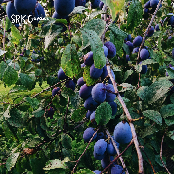 Dwarf Damson Blue Plums Fruit Plants | Live Plants 1-2ft tall – Srk Garden