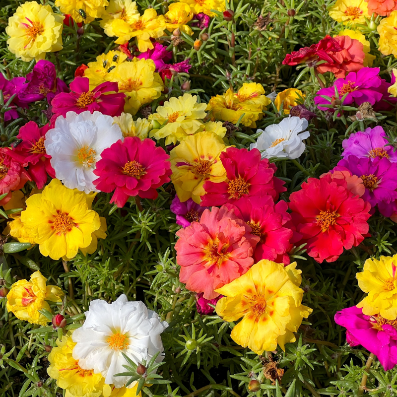 Mixed Colors MultiPetal Portulaca Mossrose Grandiflora – Srk Garden