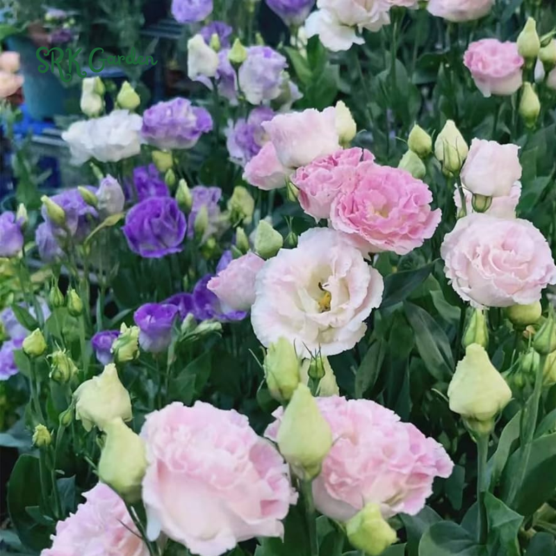 Eustoma / Lisianthus Grandiflorum Thornless Rose Seeds, Year-around Pl ...