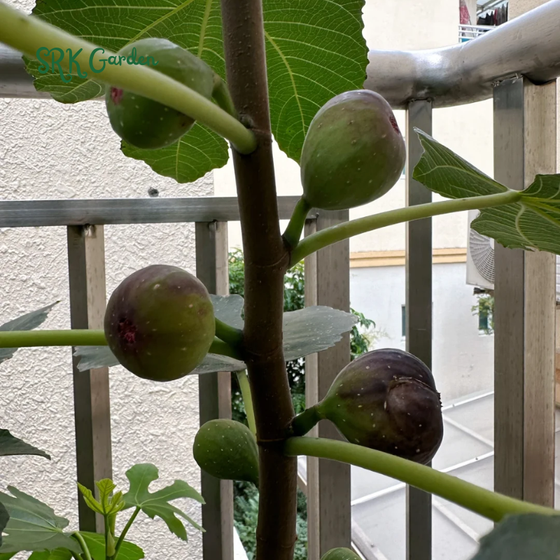 Fignomenal Fig Tree - Dwarf Fig Tree - Live Tree Plant – Srk Garden