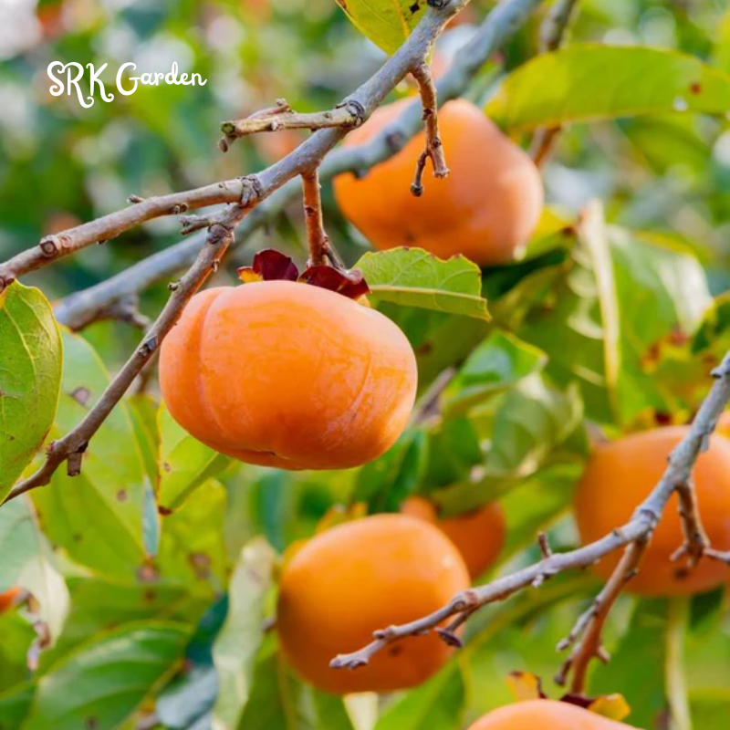 American Common Persimmon Live Plants | Well Rooted Starter Plant – Srk ...