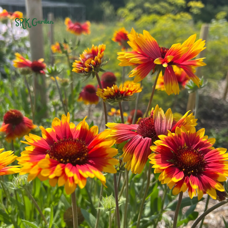 Blanket Flower Seeds, Gaillardia Aristata | 200 Seeds – Srk Garden