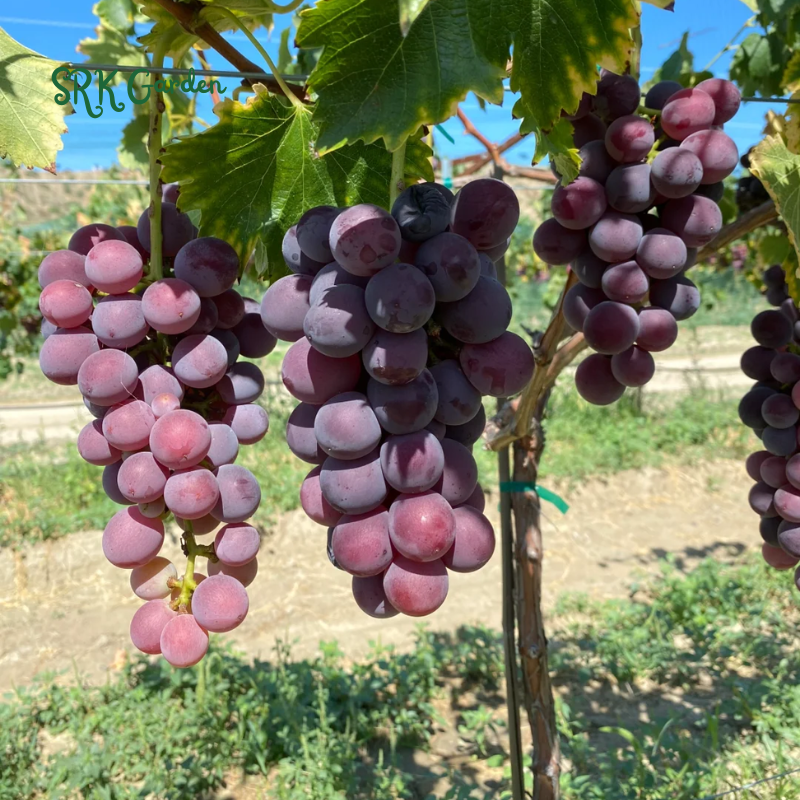 Red Grape Vine Live Plant for Planting. Fruit Tree 1-2 Year Old – Srk ...