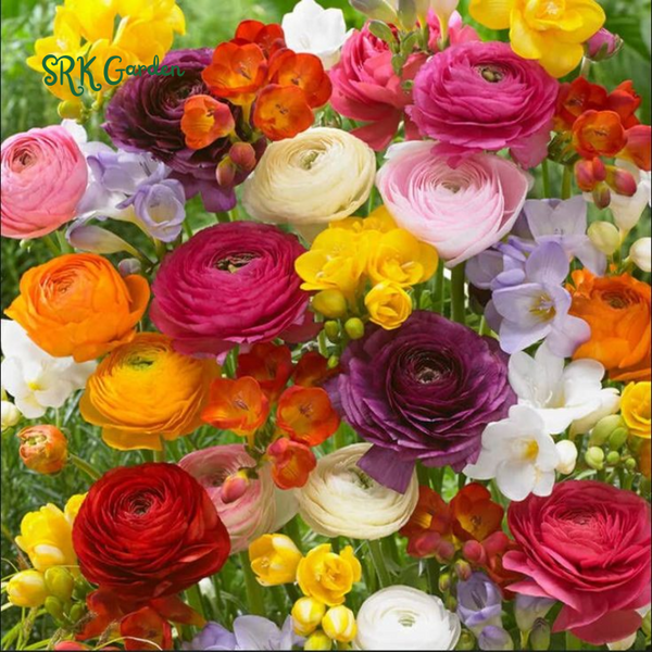 Ranunculus Mix Color Bulbs for Planting (20Bulbs) – Srk Garden